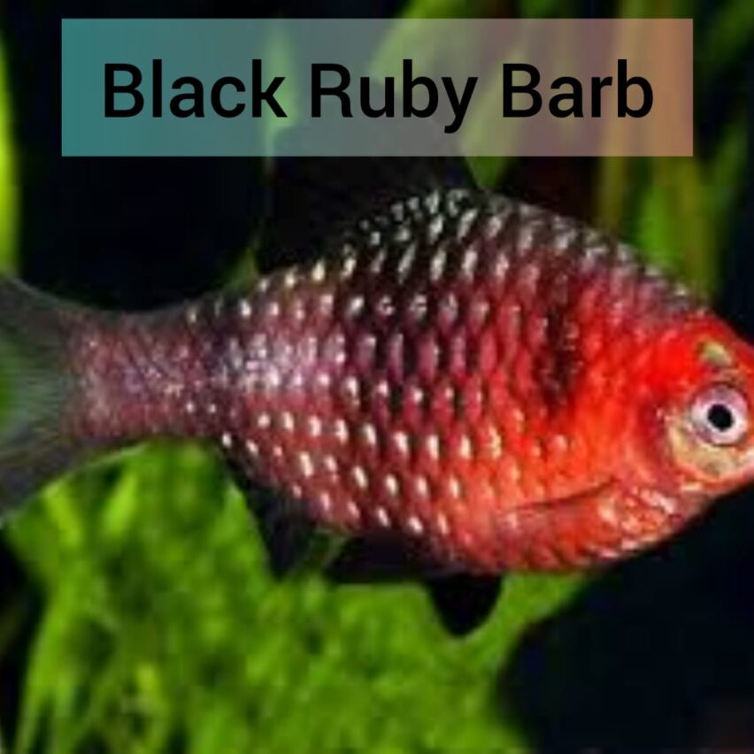 Planted Aquarium Fishes – SVR Aquatics Transhipping Services