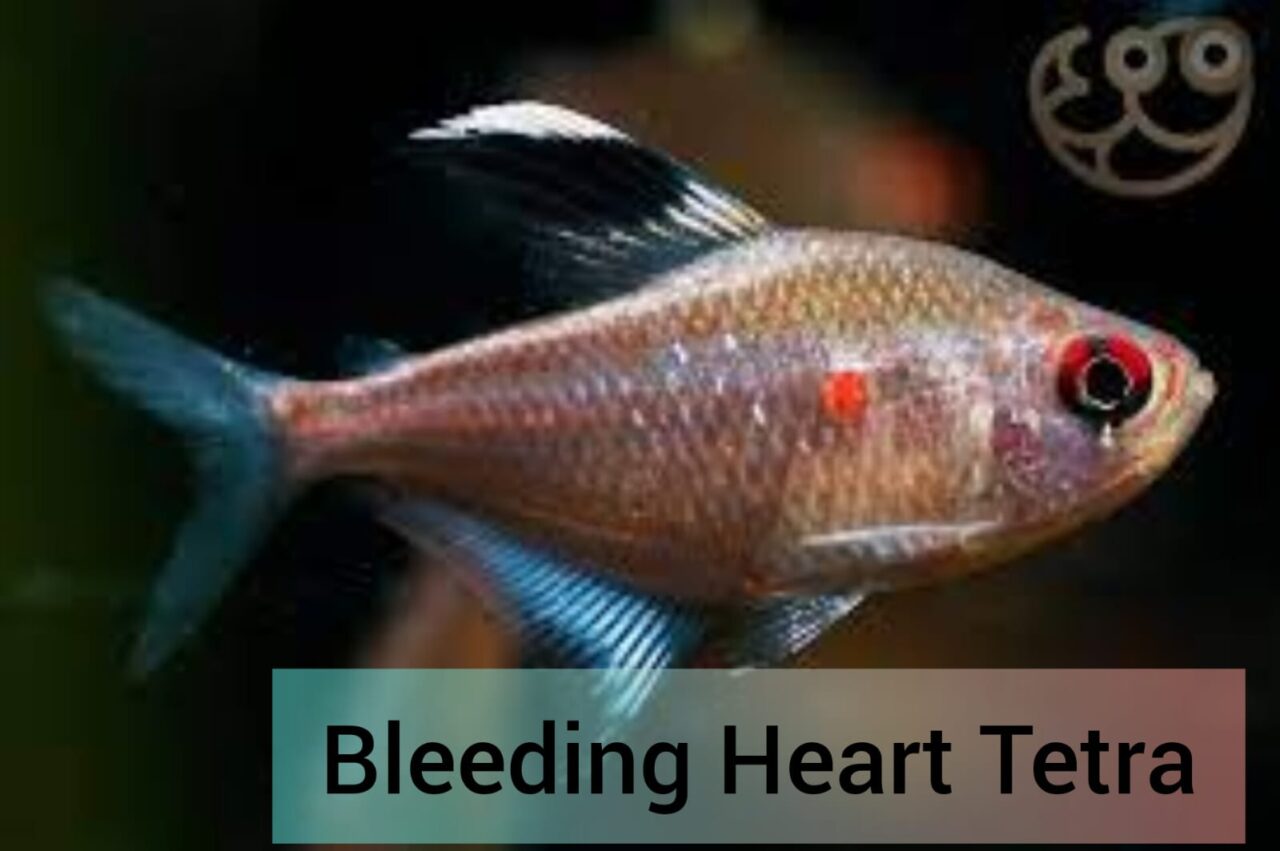 Bleeding Heart Tetra – SVR Aquatics Transhipping Services