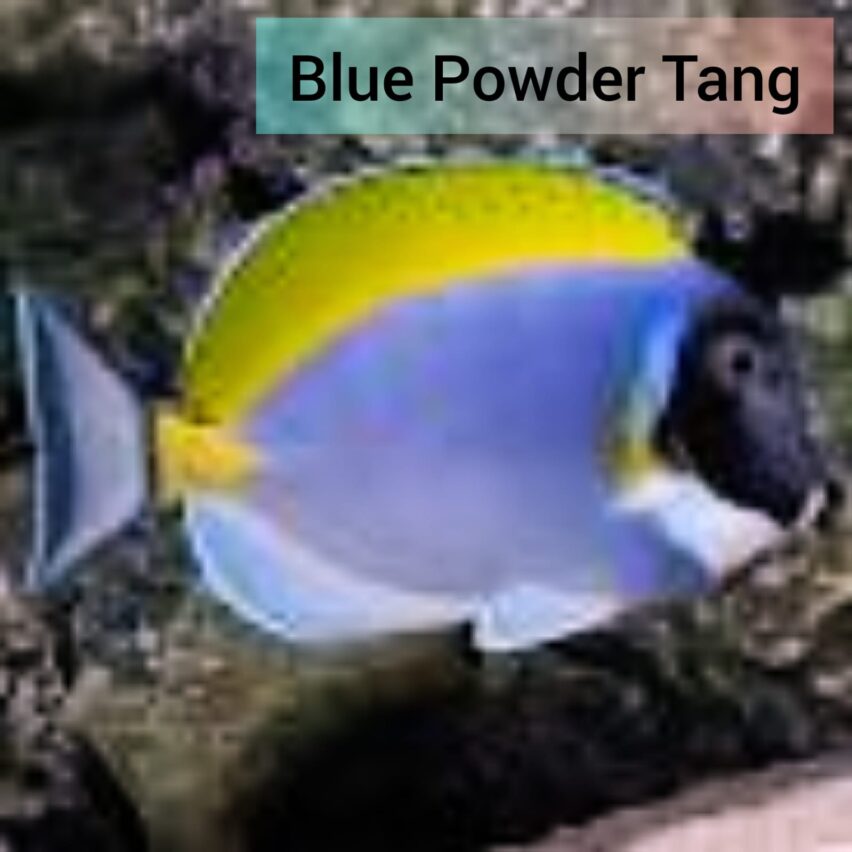 Blue Powder Tang – SVR Aquatics Transhipping Services