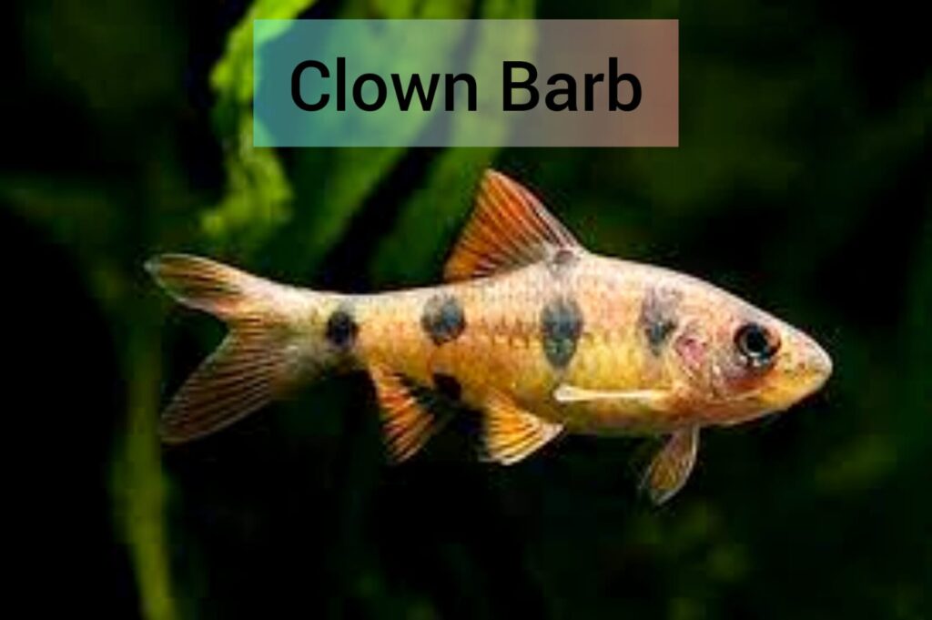 Clown Barb – SVR Aquatics Transhipping Services