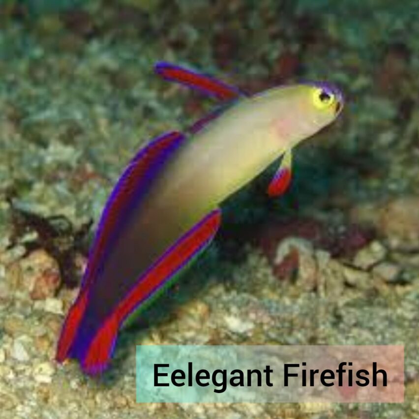 Elegant Firefish – SVR Aquatics Transhipping Services