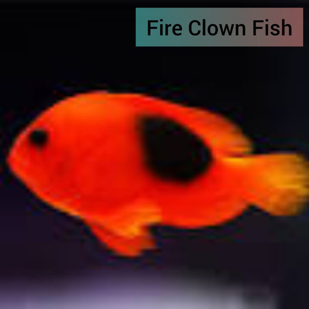 Fire Clown Fish – SVR Aquatics Transhipping Services