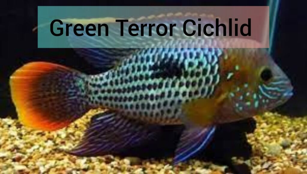 Green Terror – SVR Aquatics Transhipping Services