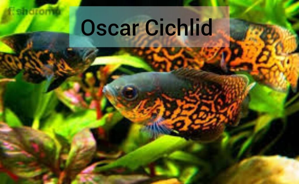 Oscar Cichlid – SVR Aquatics Transhipping Services