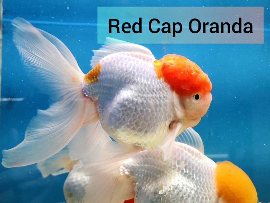 Red Cap Oranda – SVR Aquatics Transhipping Services