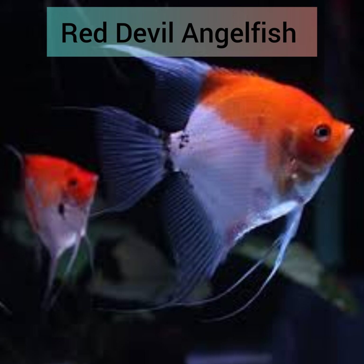 Red Devil Angelfish – SVR Aquatics Transhipping Services