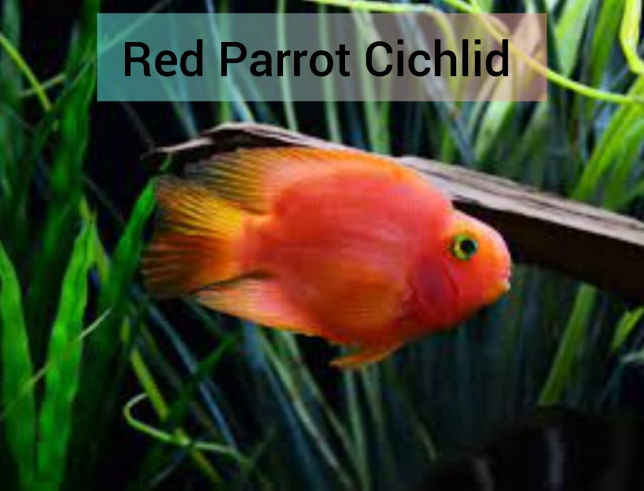 Red Parrot – SVR Aquatics Transhipping Services