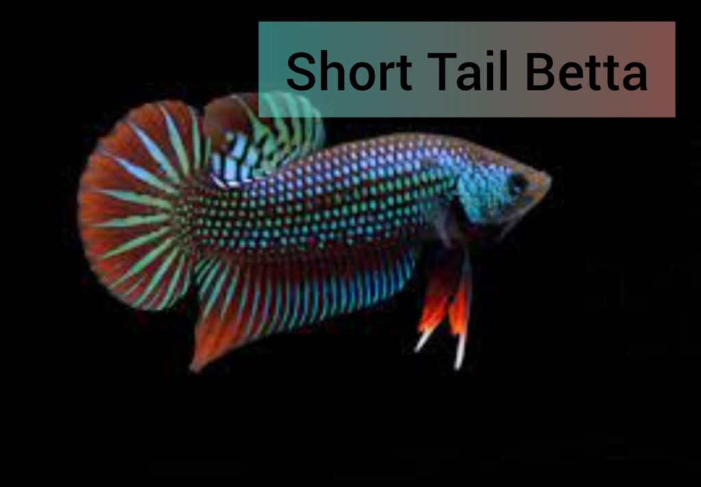 Short Tail – SVR Aquatics Transhipping Services
